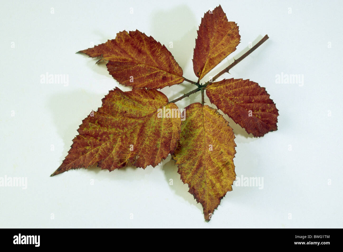 Bramble leaf hi-res stock photography and images - Alamy