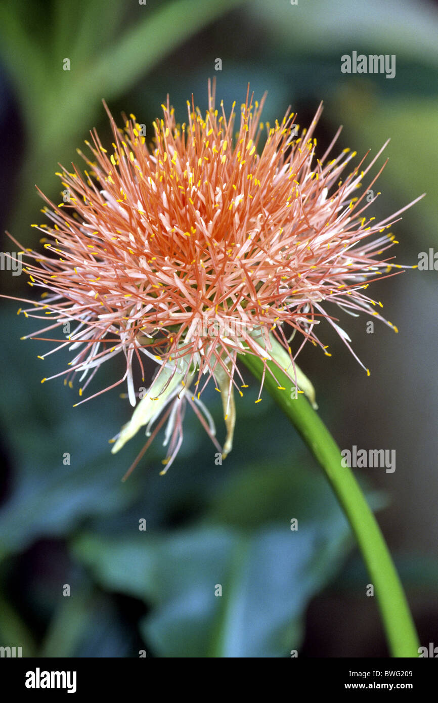 Blood Flower, Katherine Wheel (Haemanthus multiflorus katharinae ...