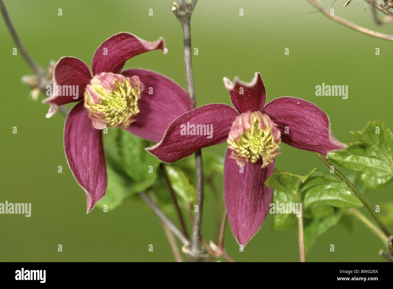 Alpine Clematis (Clematis alpina), variety: Bettina, flowers Stock ...