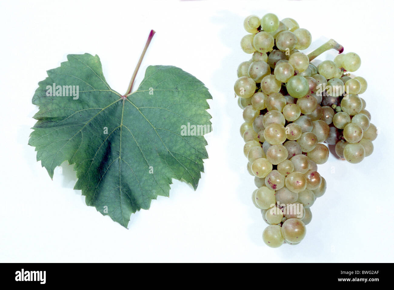 Fruit grape vine vitis vinifera hi-res stock photography and images - Alamy
