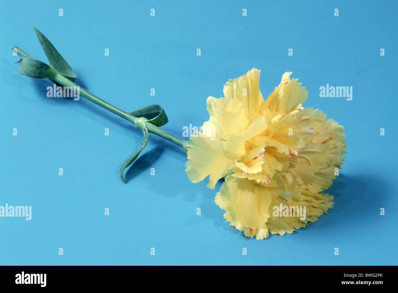 Carnation, Gilly Flower (Dianthus cariophyllus), flower, studio picture ...