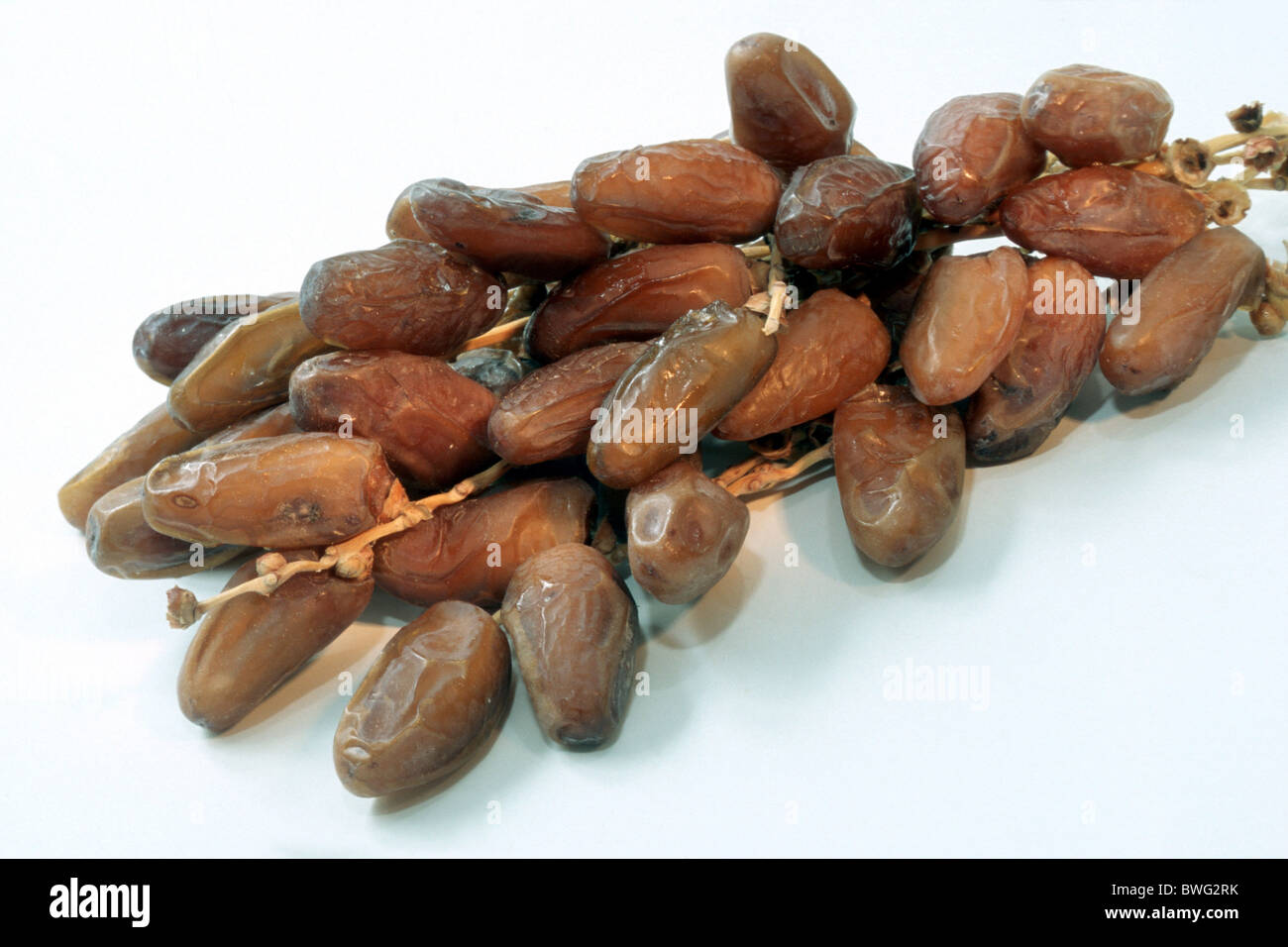 Date Palm (Phoenix dactylifera), twig with fruit, studio picture Stock ...
