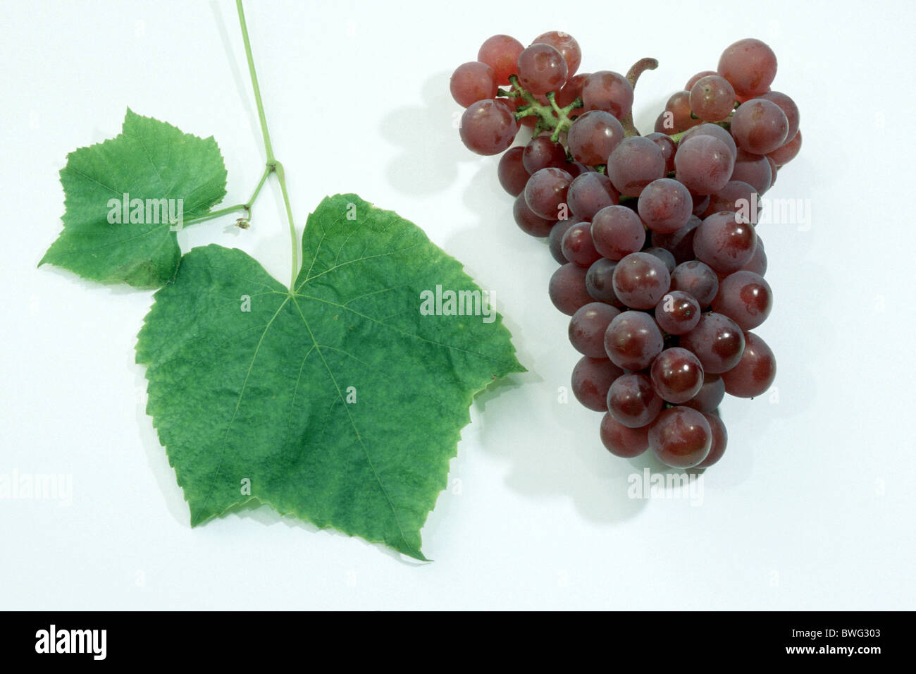 Fruit grape vine vitis vinifera hi-res stock photography and images - Alamy