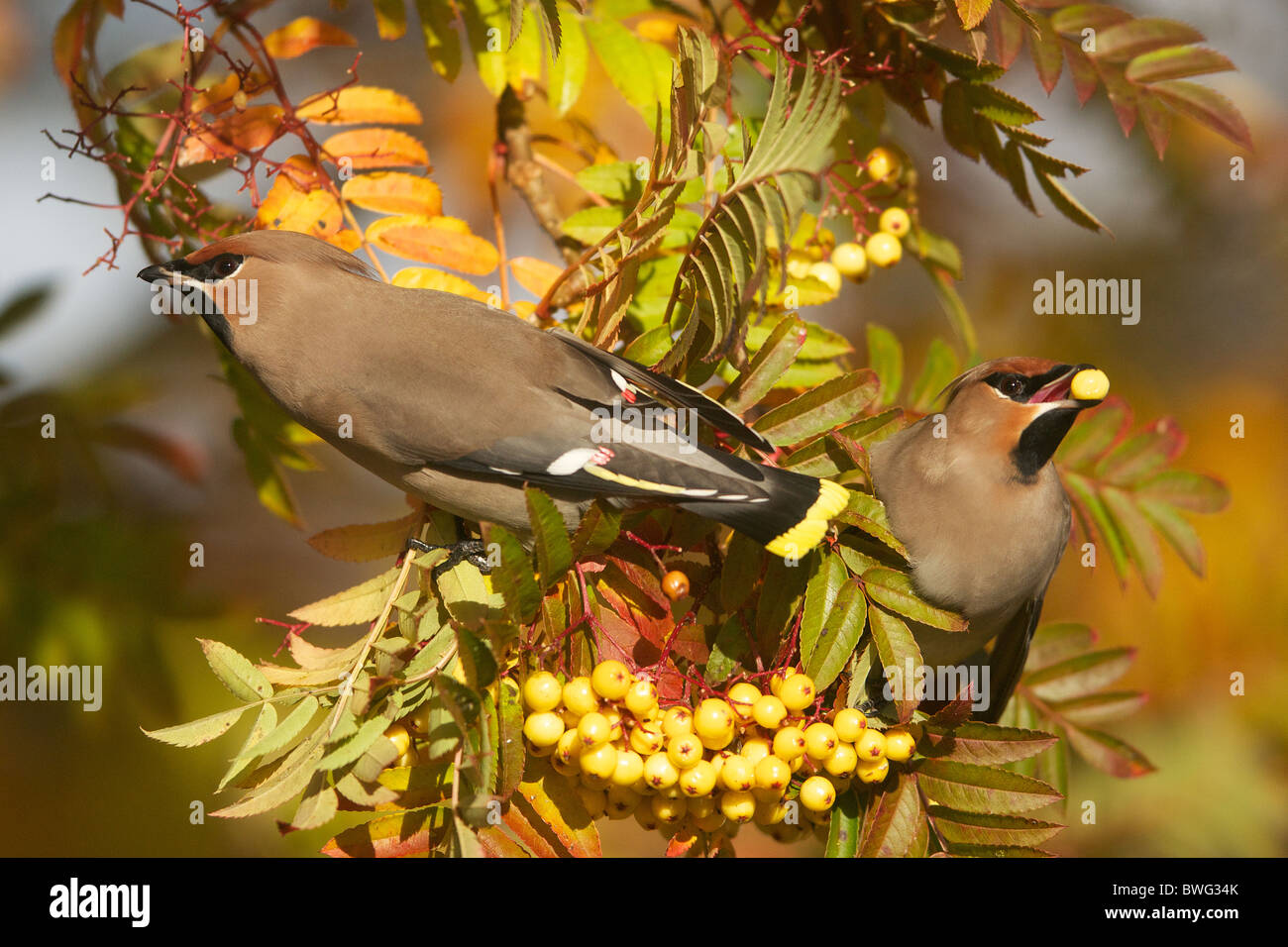 waxwings eating berries Stock Photo - Alamy