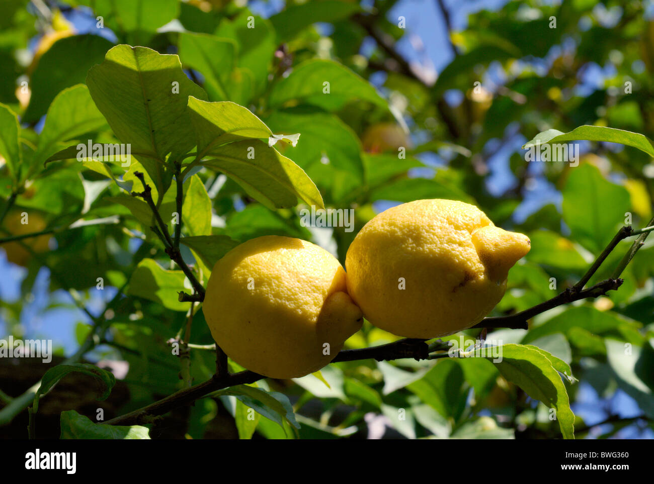Two lemons growing on the tree Stock Photo - Alamy