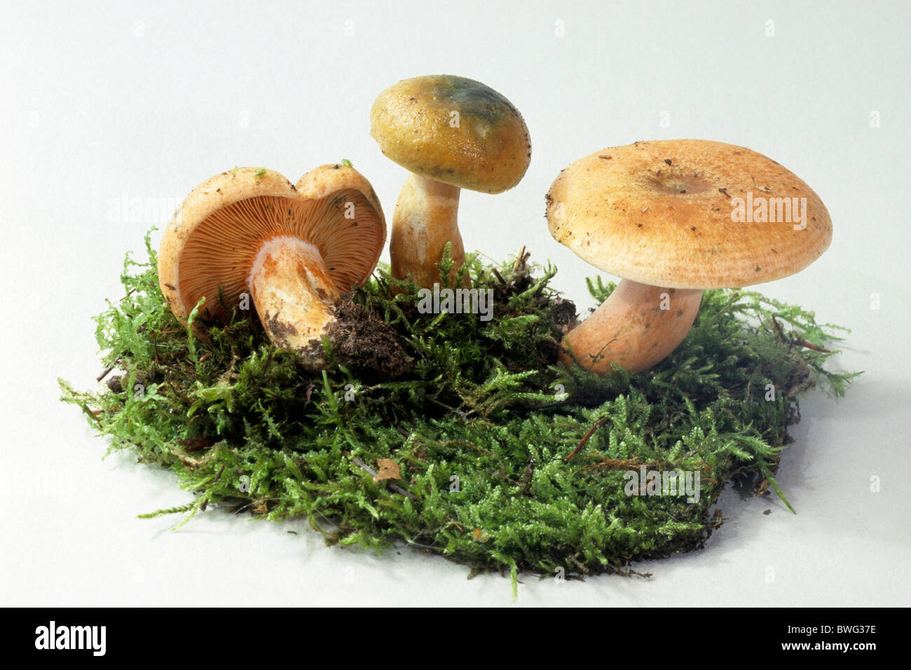 Milk-cap (Lactarius sanguiflus), studio picture Stock Photo - Alamy