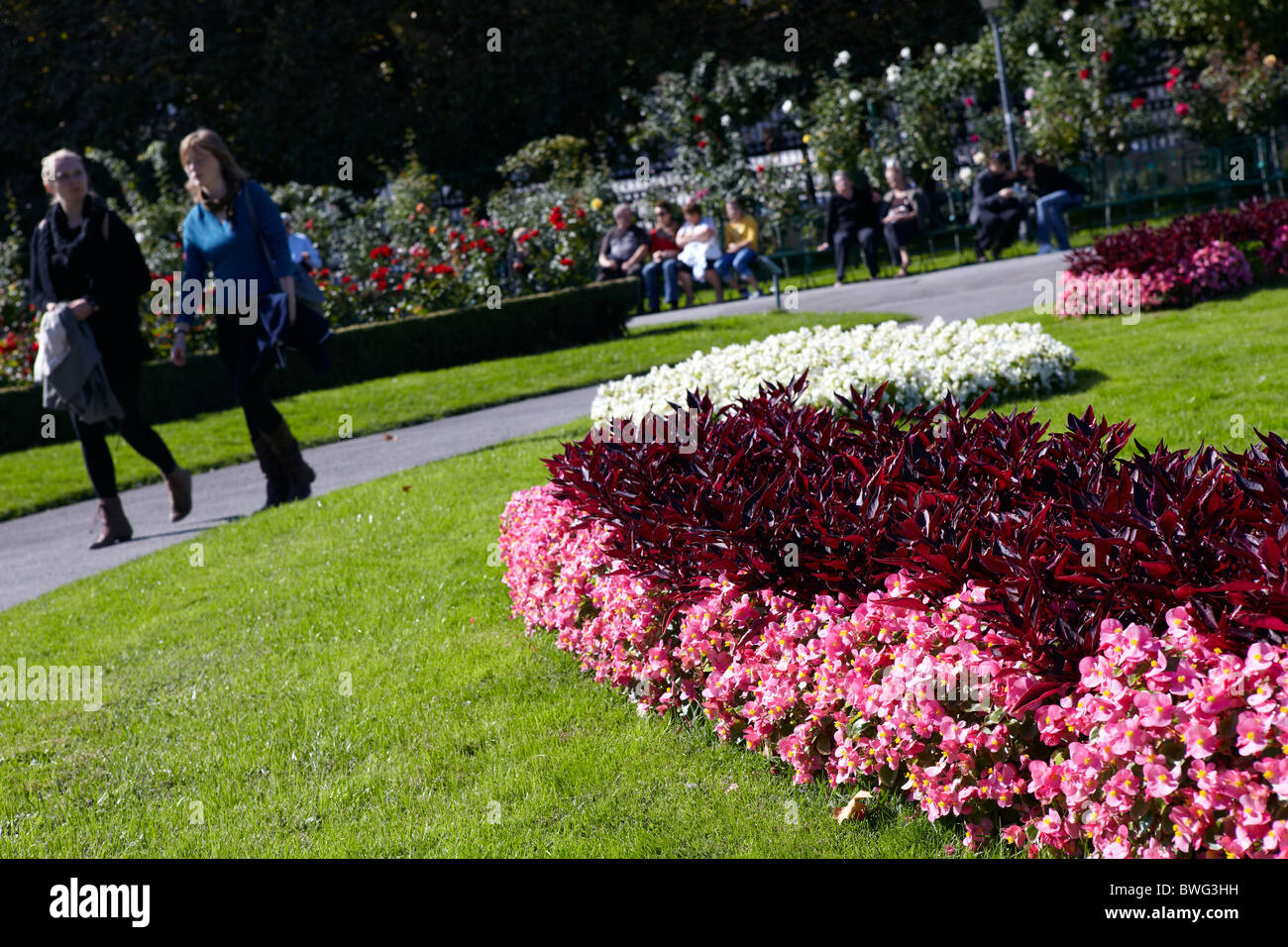 pink flowers, Volksgarten, Vienna, Austria Stock Photo - Alamy