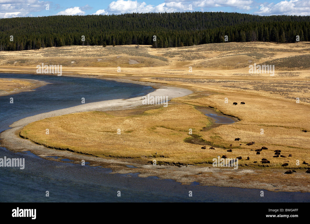 Buffalo on a prairie in Yellowstone National Park in Wyoming, United ...