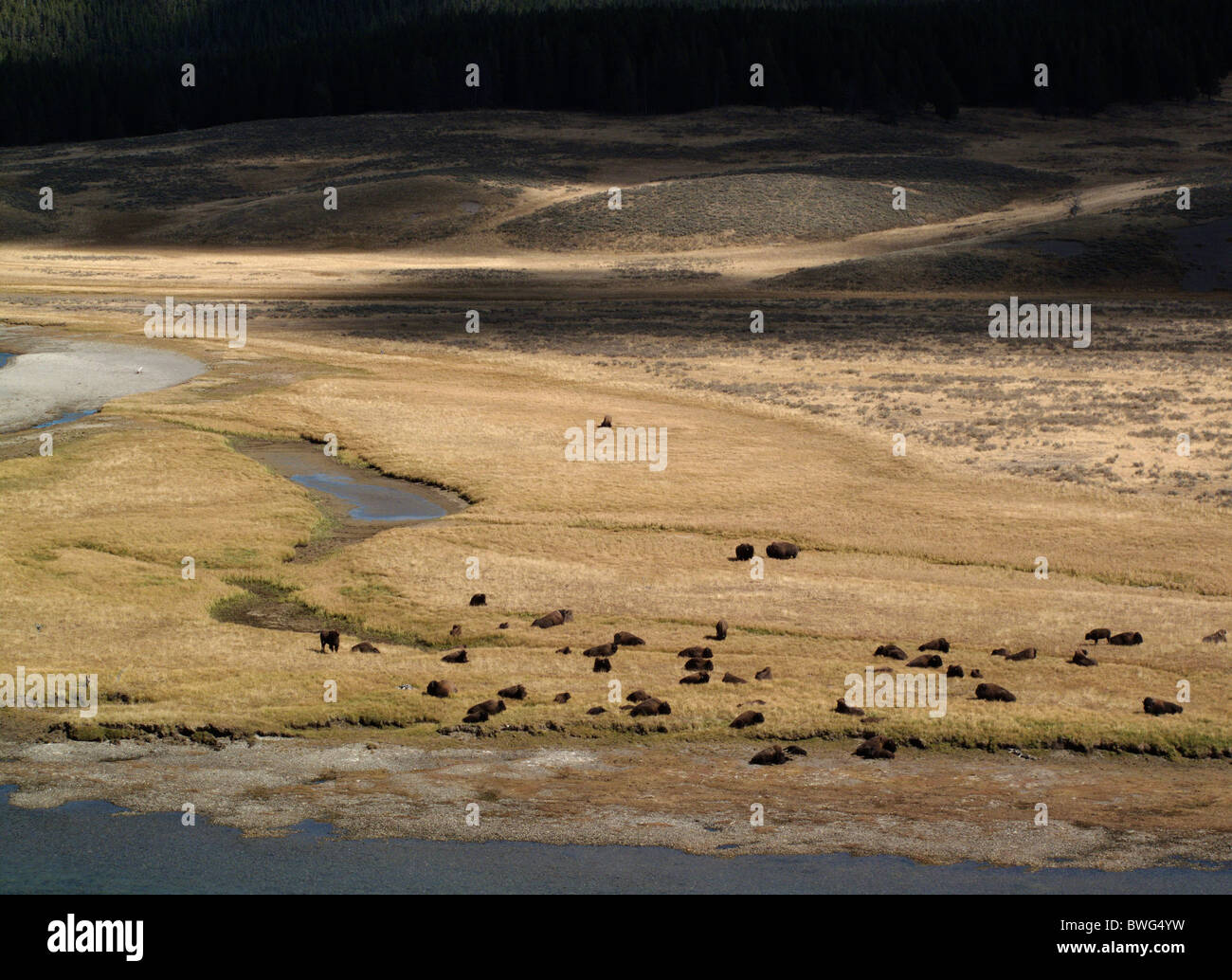 Buffalo on a prairie in Yellowstone National Park in Wyoming, United ...