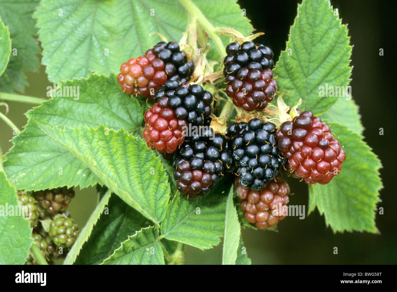 Blackberries Fruit