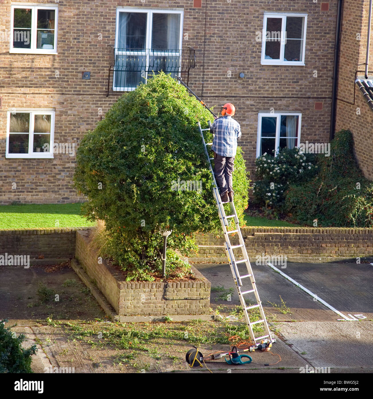 Man trimming tree top Stock Photo - Alamy