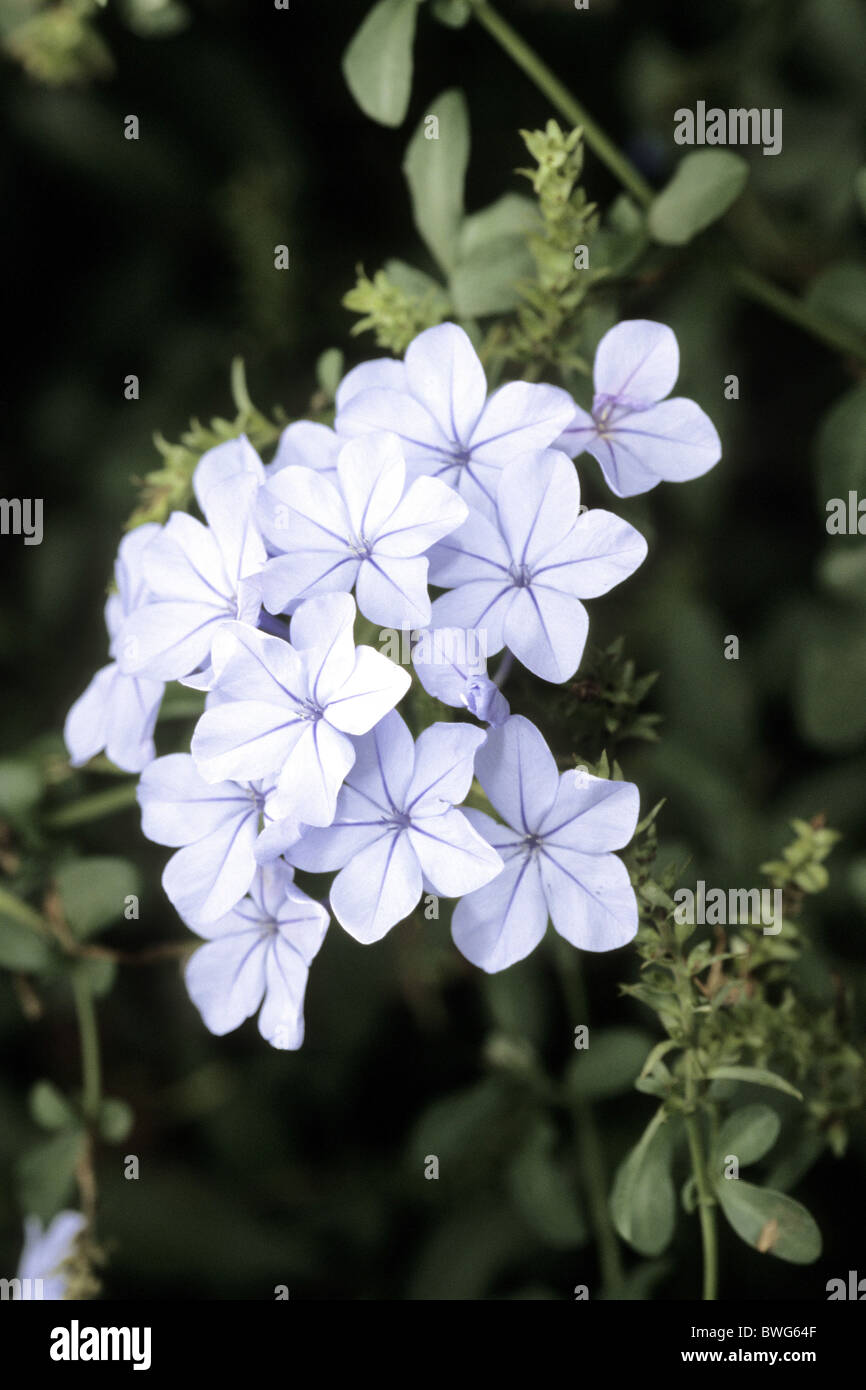 Cape Leadwort (Plumbago auriculata), flowering Stock Photo - Alamy