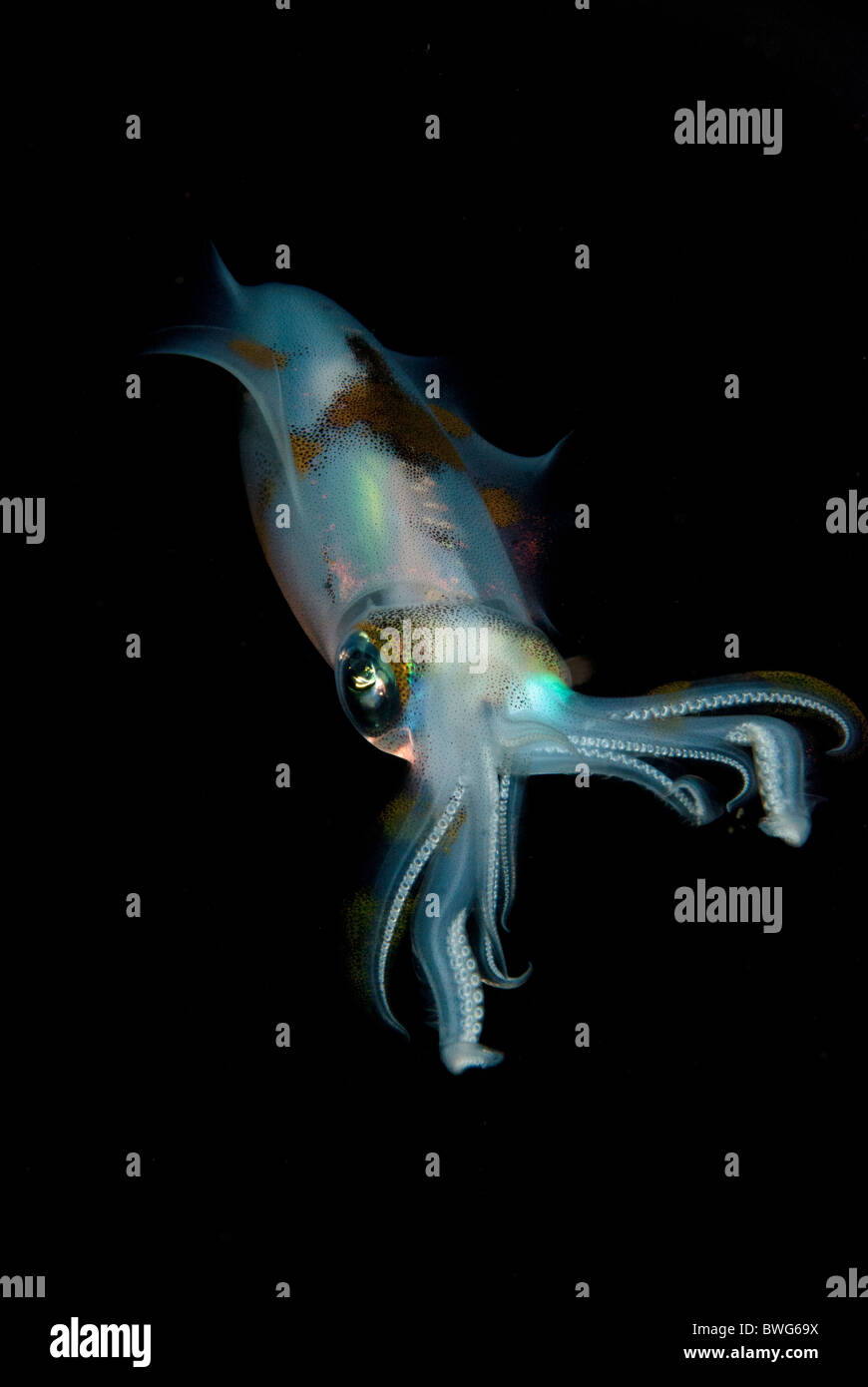 Squid at Night Stock Photo - Alamy