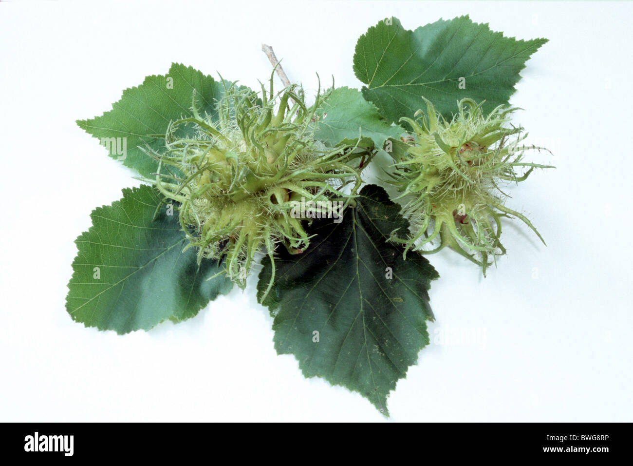 Turkish hazel corylus colurna hi-res stock photography and images - Alamy