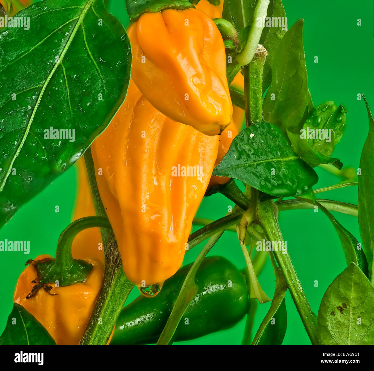 Biokost hi-res stock photography and images - Alamy