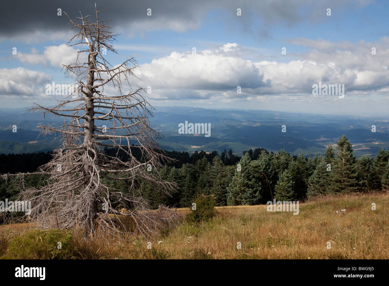 Dead tree on a hill in epic landscape Stock Photo - Alamy