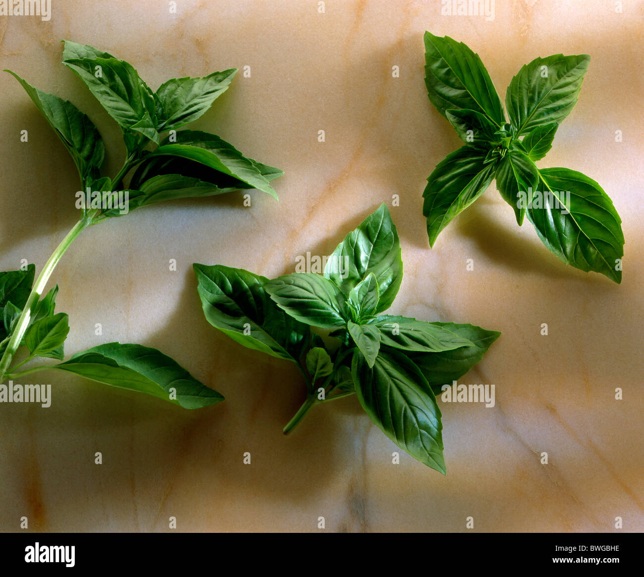 basil, fresh herbs Stock Photo - Alamy