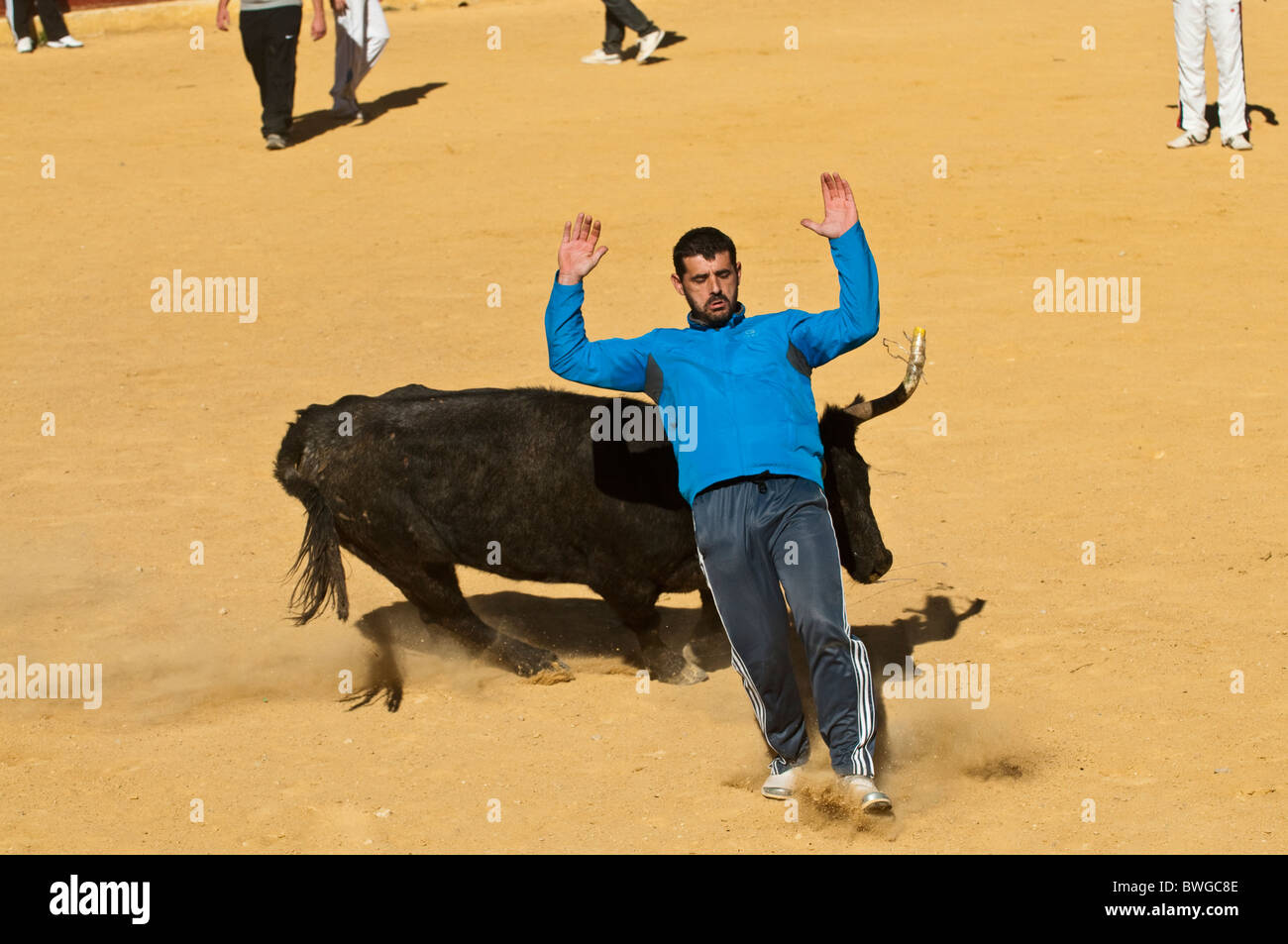 During fiestas in Benidorm the general public can get in the bullring ...