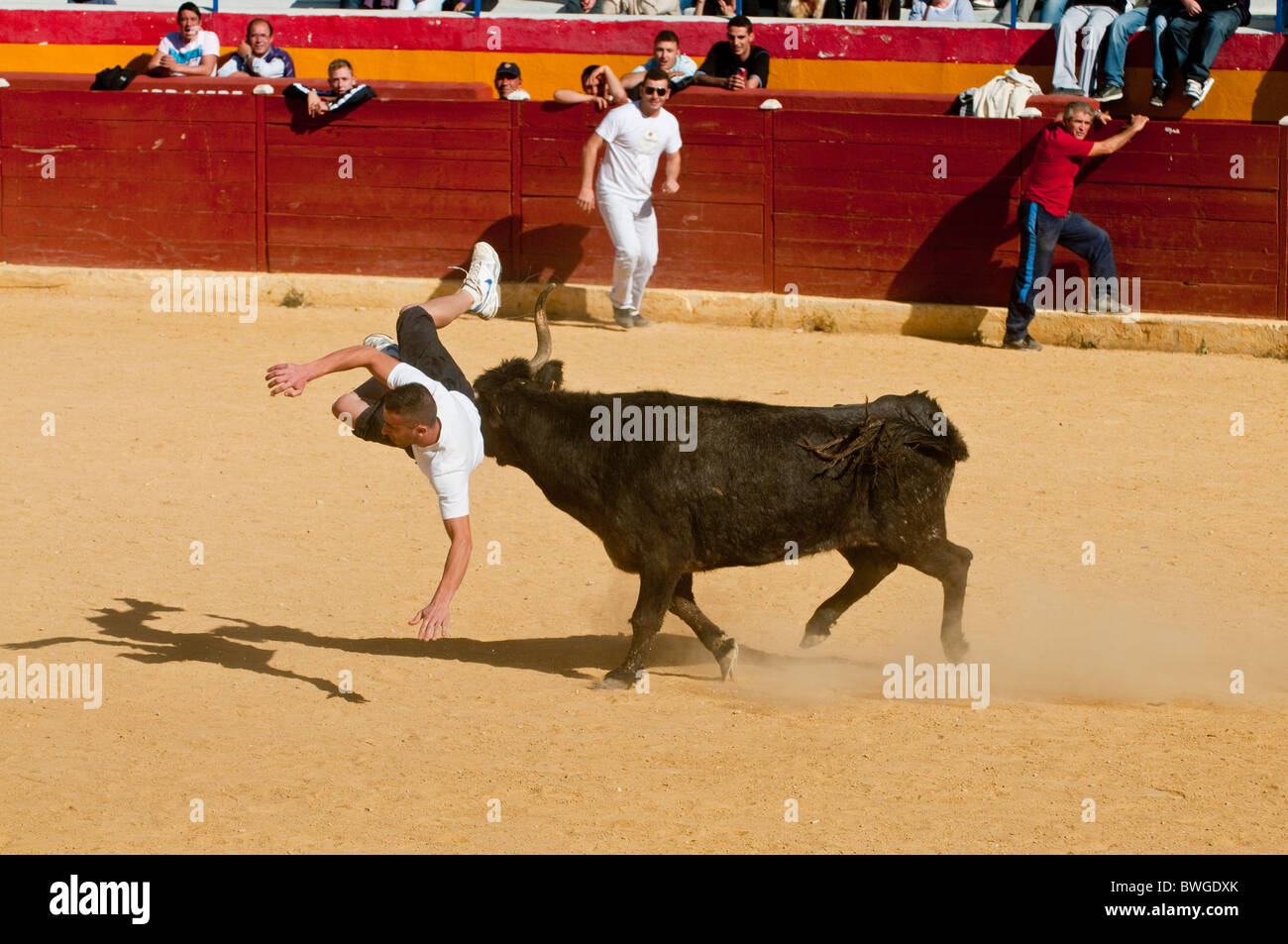 During fiestas in Benidorm the general public can get in the bullring ...
