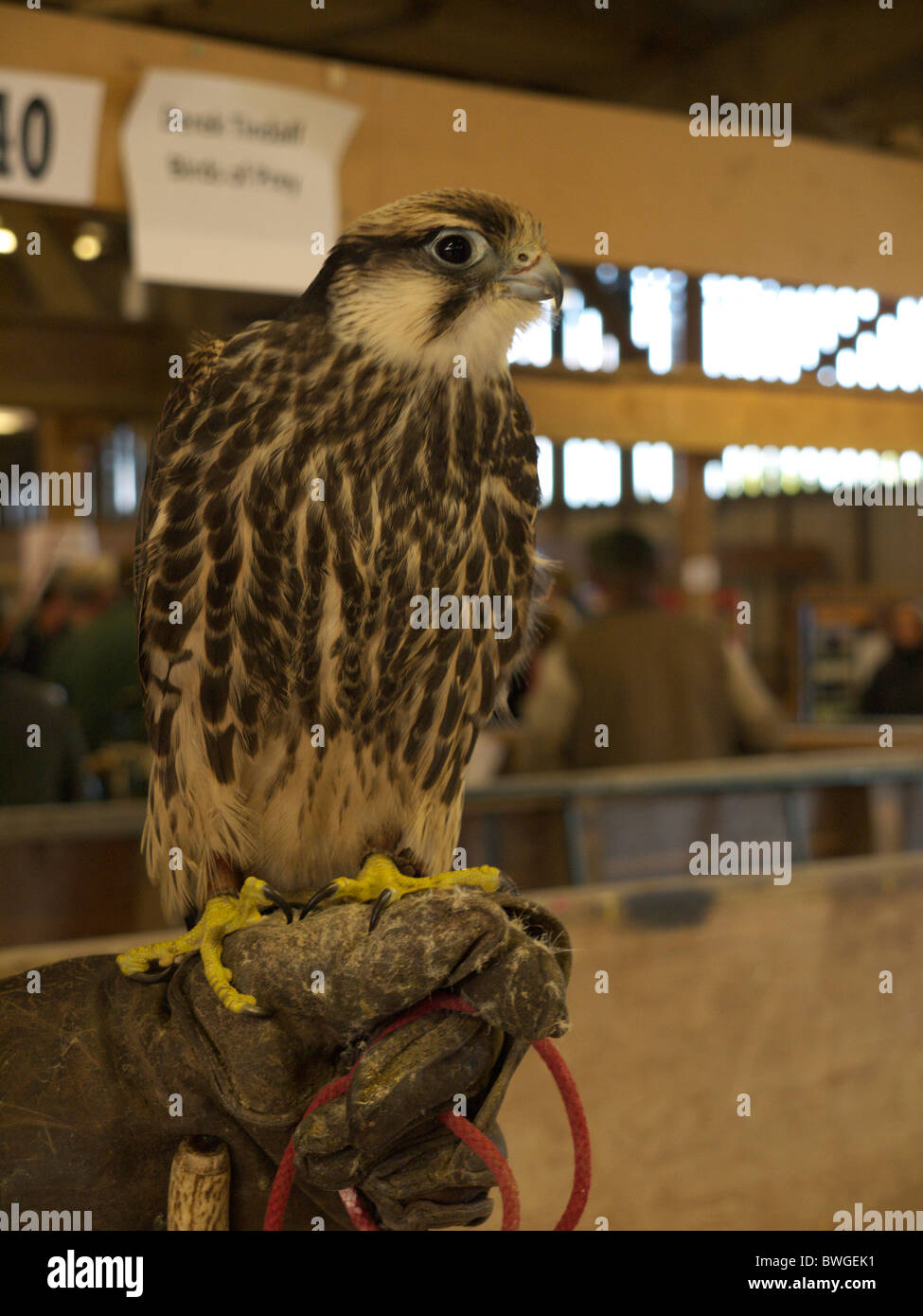 Bird of prey part of the rare breeds display at Newark Tractor and ...