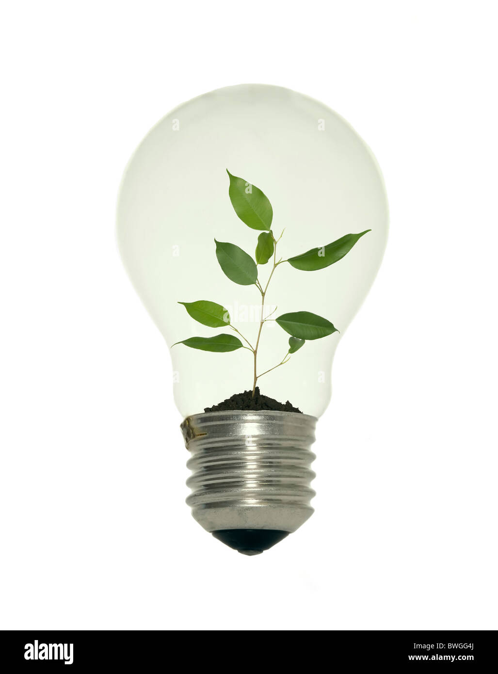Light bulb with small tree on white background Stock Photo - Alamy