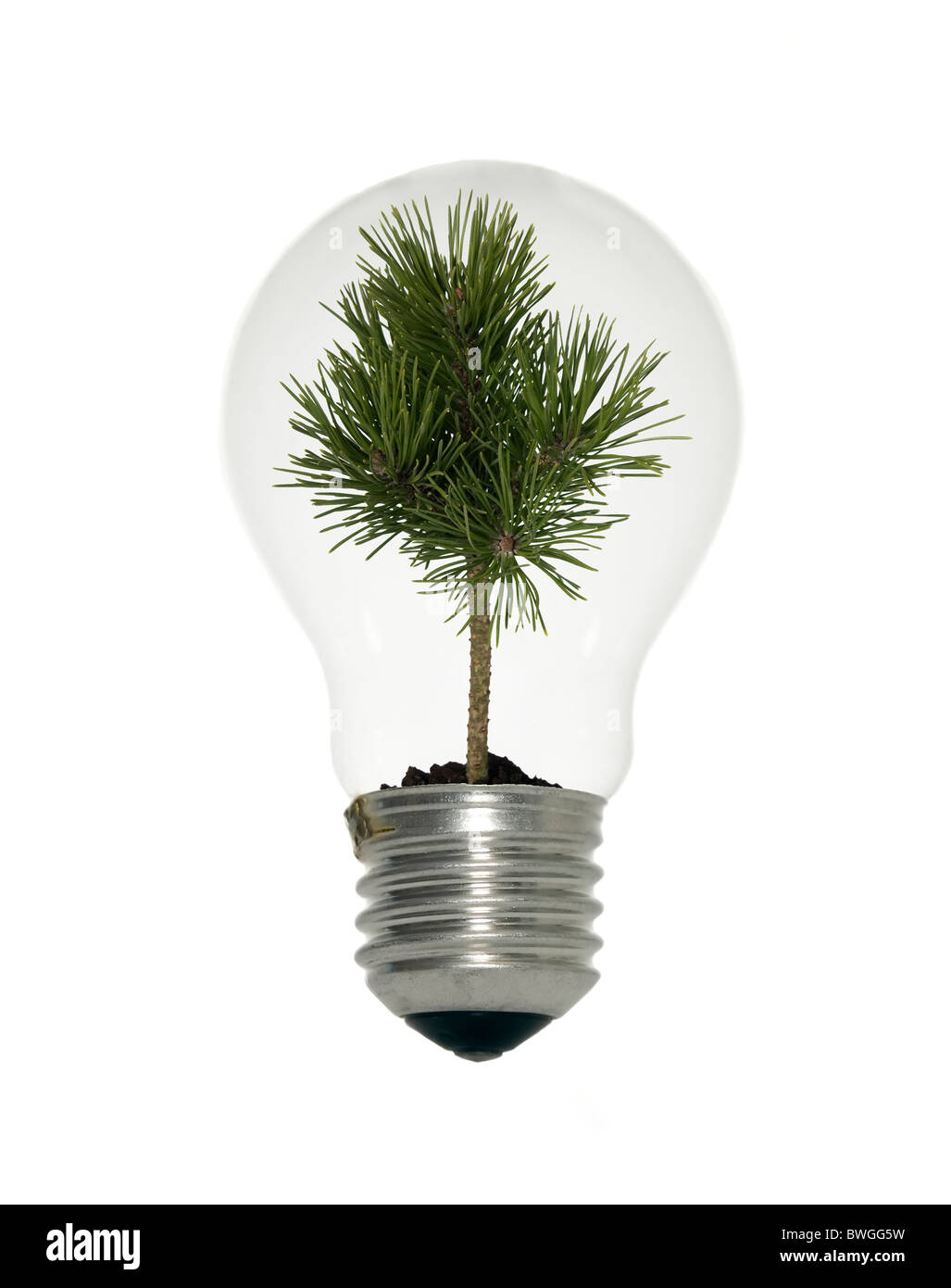 Light bulb with small tree on white background Stock Photo - Alamy
