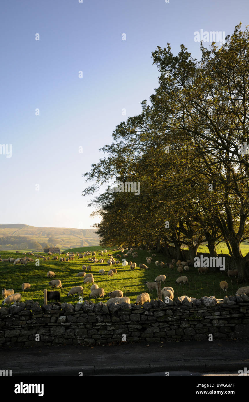 Yorkshire Dales National Park near Hawes Stock Photo - Alamy