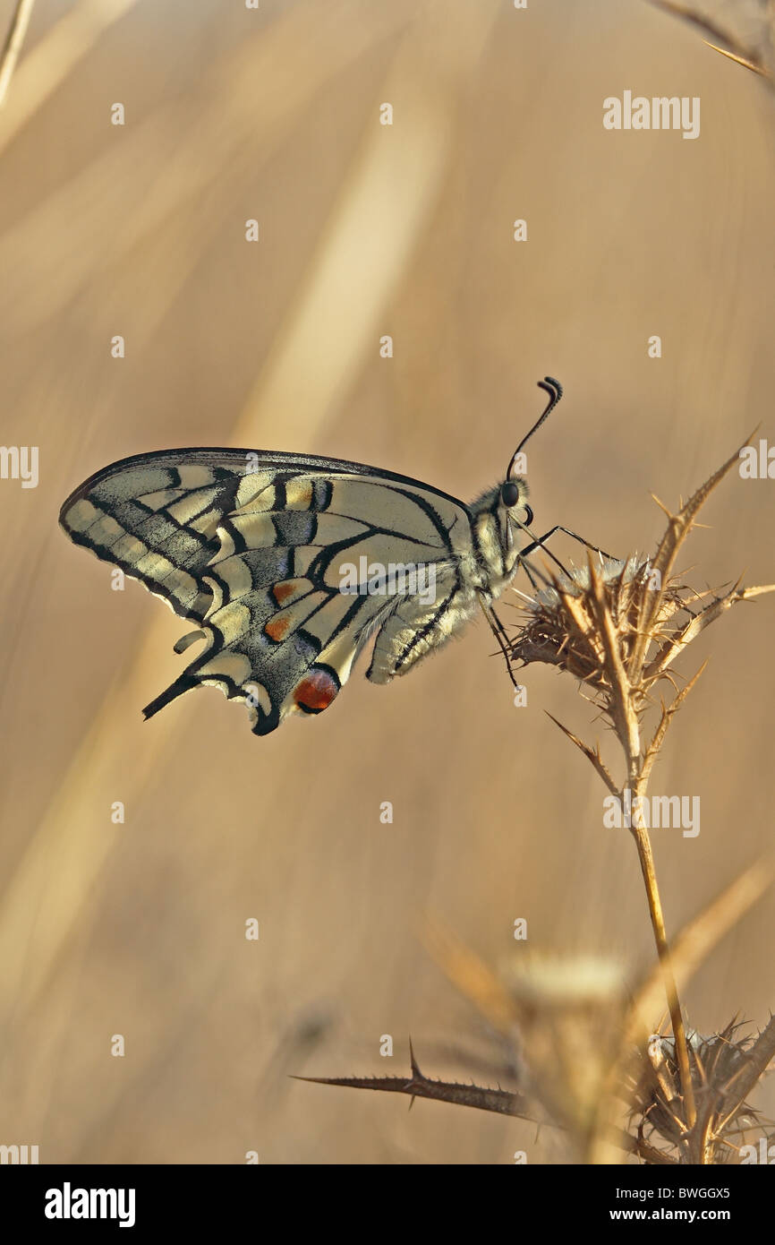 Iberian swallowtail hi-res stock photography and images - Alamy