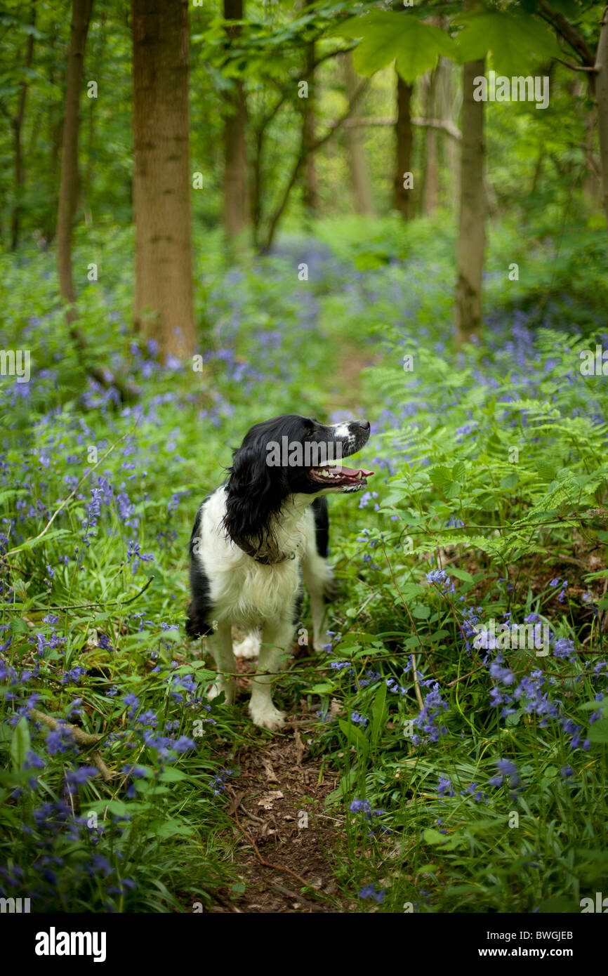 Stanmer park woods hi-res stock photography and images - Alamy
