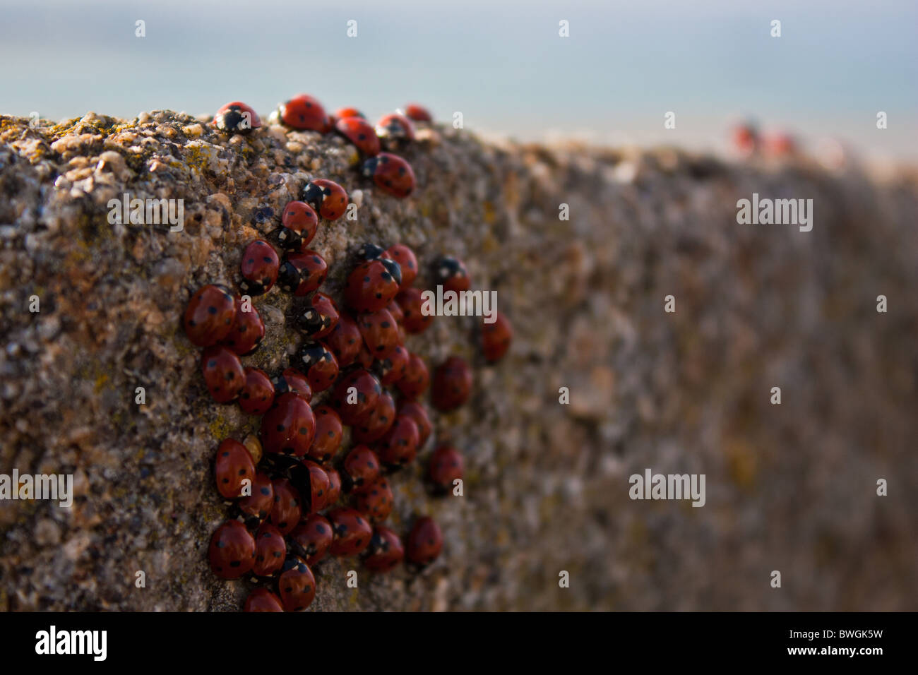 ladybugs gathering on a wall Stock Photo - Alamy