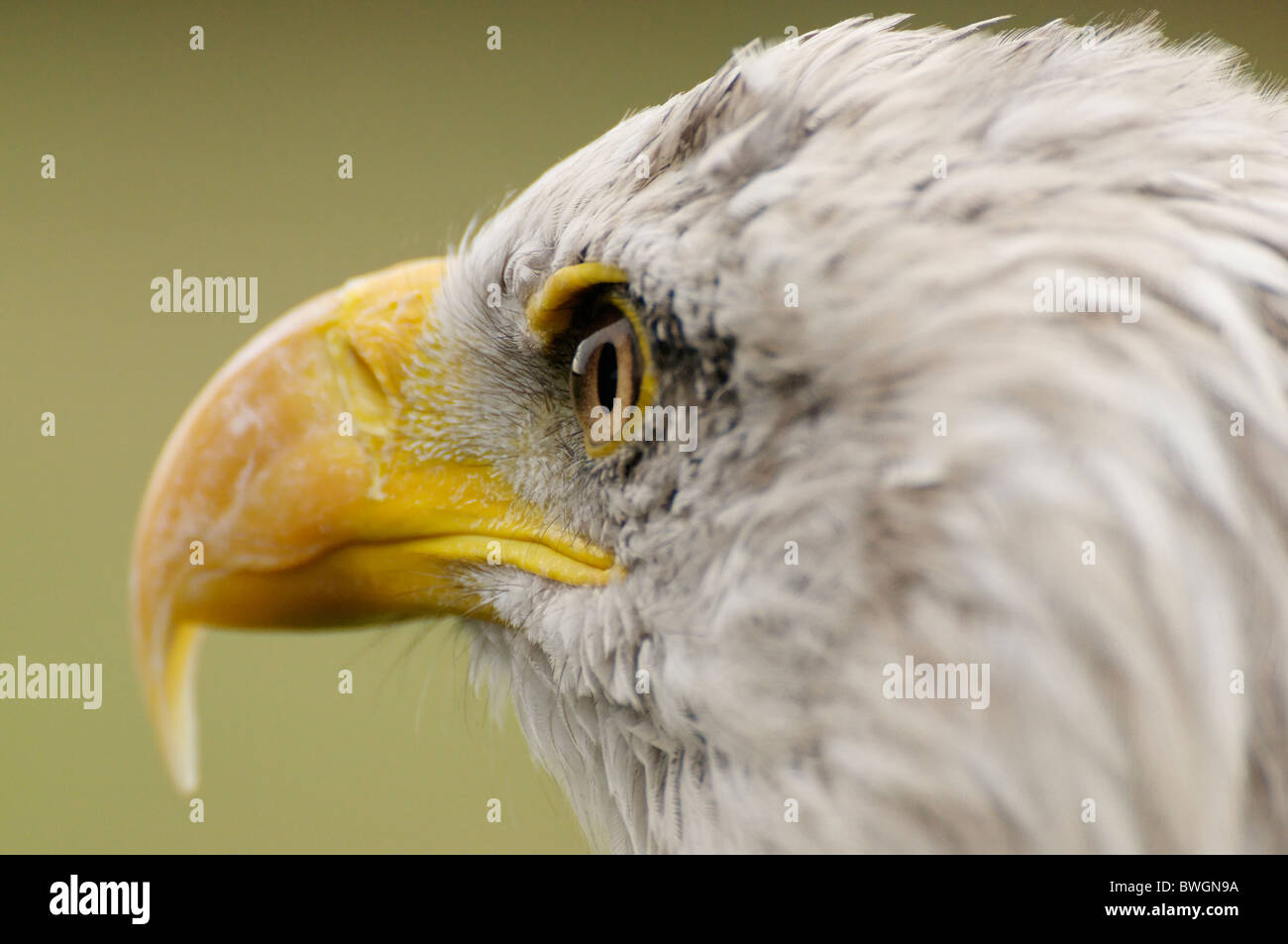 A close up view of an American Bald Eagle Stock Photo - Alamy