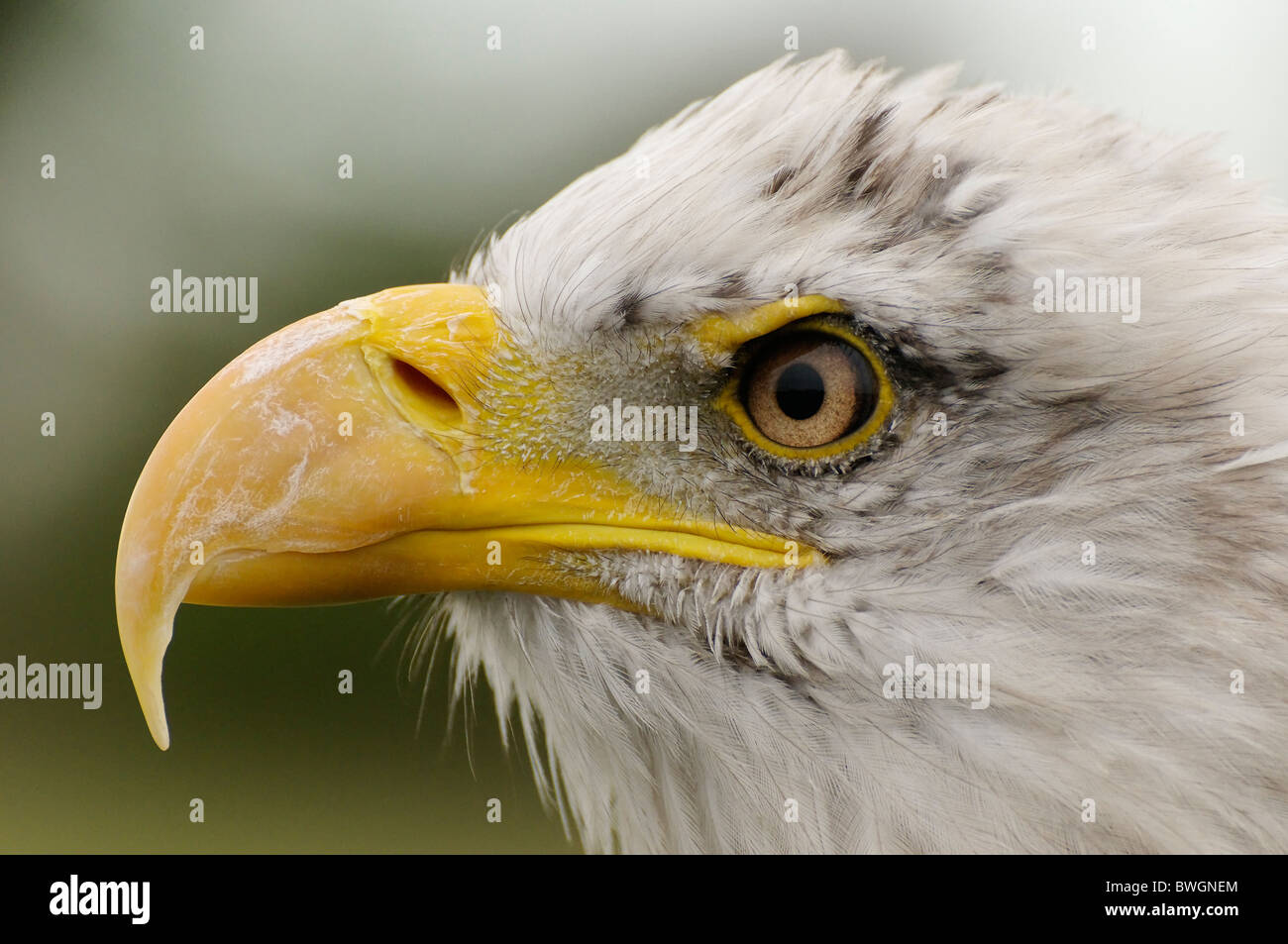 A close up view of an American Bald Eagle Stock Photo - Alamy