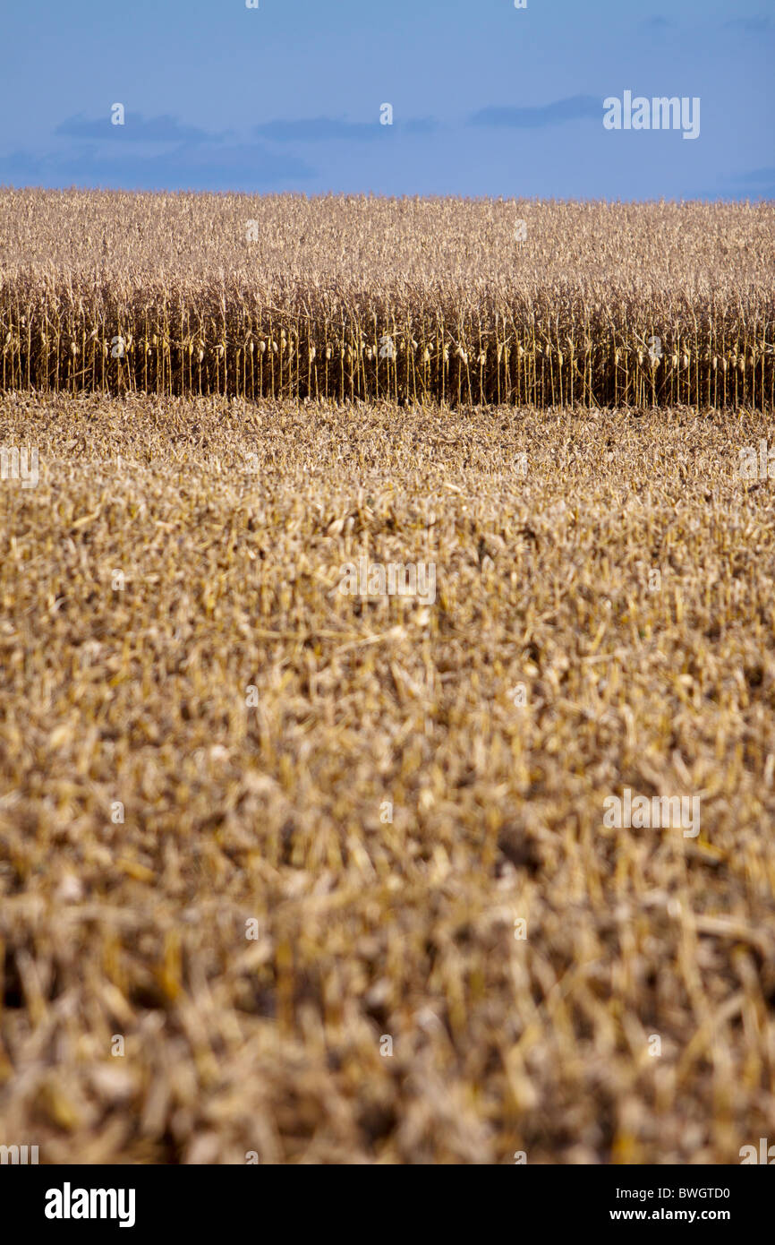 A dry corn field is ready to be harvested in a fall scene on the ...