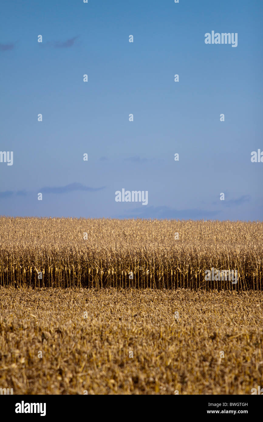 A dry corn field is ready to be harvested in a fall scene on the ...