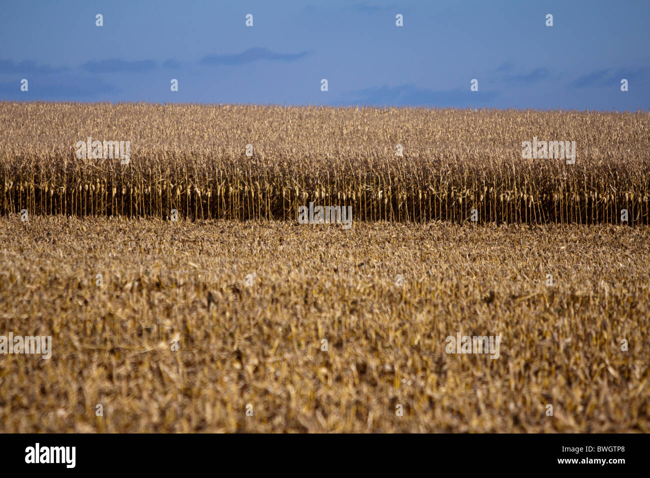 A dry corn field is ready to be harvested in a fall scene on the ...