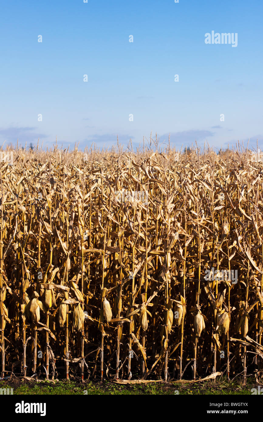 A dry corn crop is ready for harvest on a crisp fall day in Illinois ...