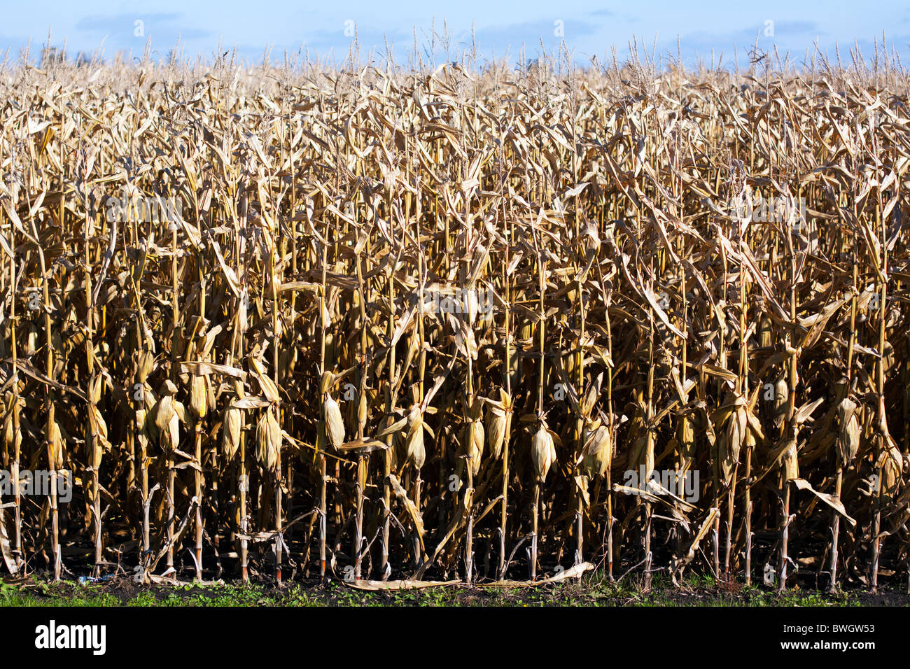 Dry Corn Stalk Stock Photos & Dry Corn Stalk Stock Images - Alamy