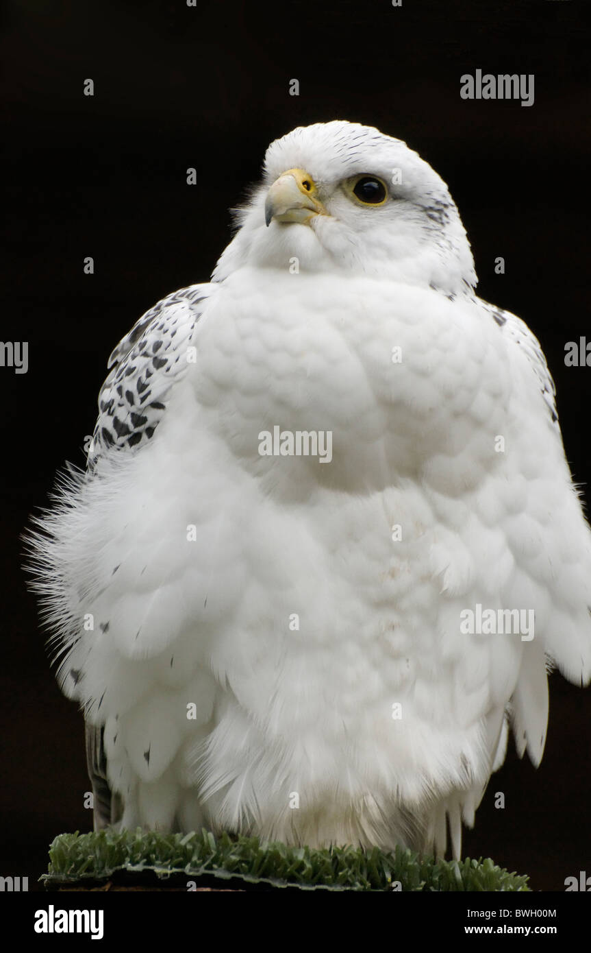 White falcon hi-res stock photography and images - Alamy
