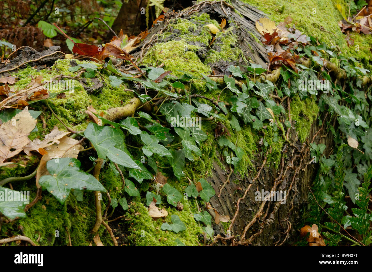 Ivy and moss growing on a dead Oak log Stock Photo - Alamy