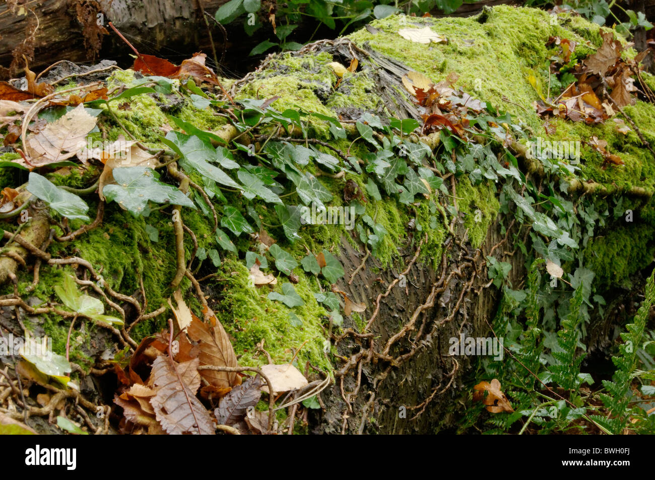 Dead tree log hi-res stock photography and images - Alamy
