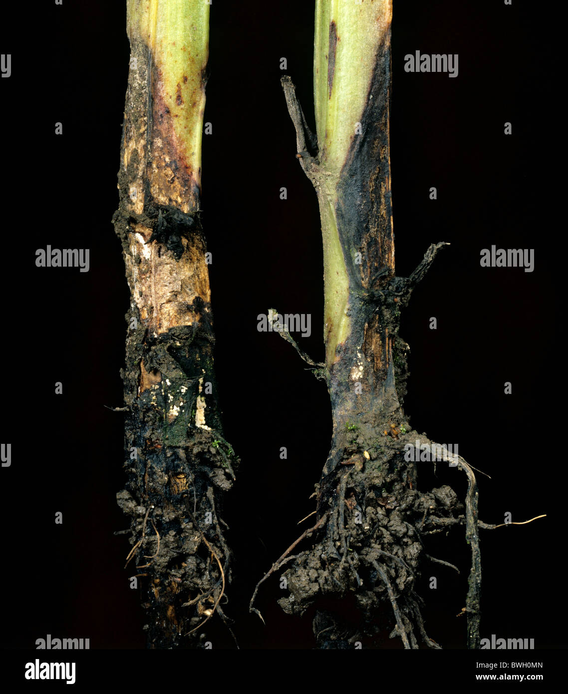 Fusarium Sp High Resolution Stock Photography and Images - Alamy