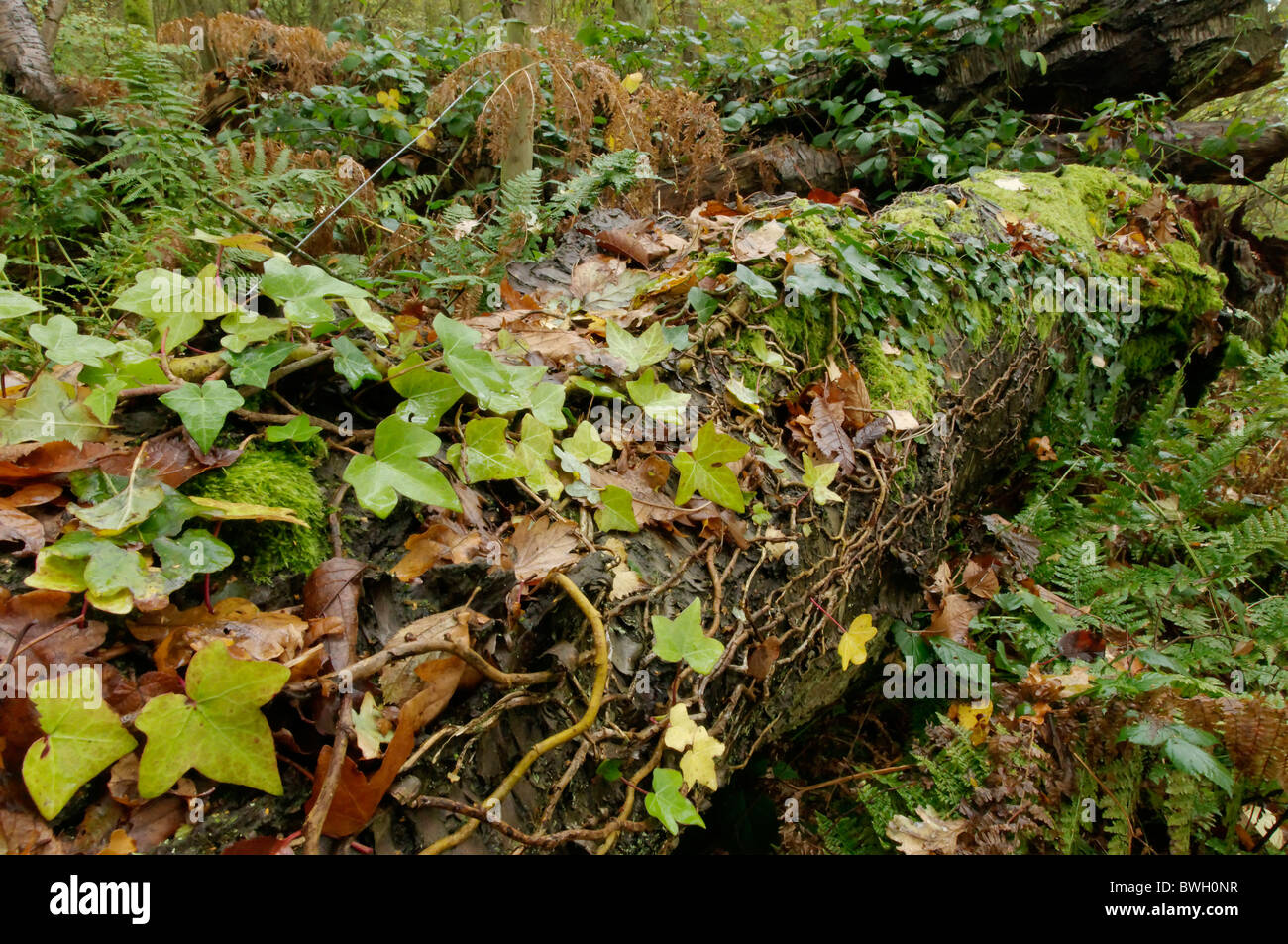 Dead tree ivy hi-res stock photography and images - Alamy