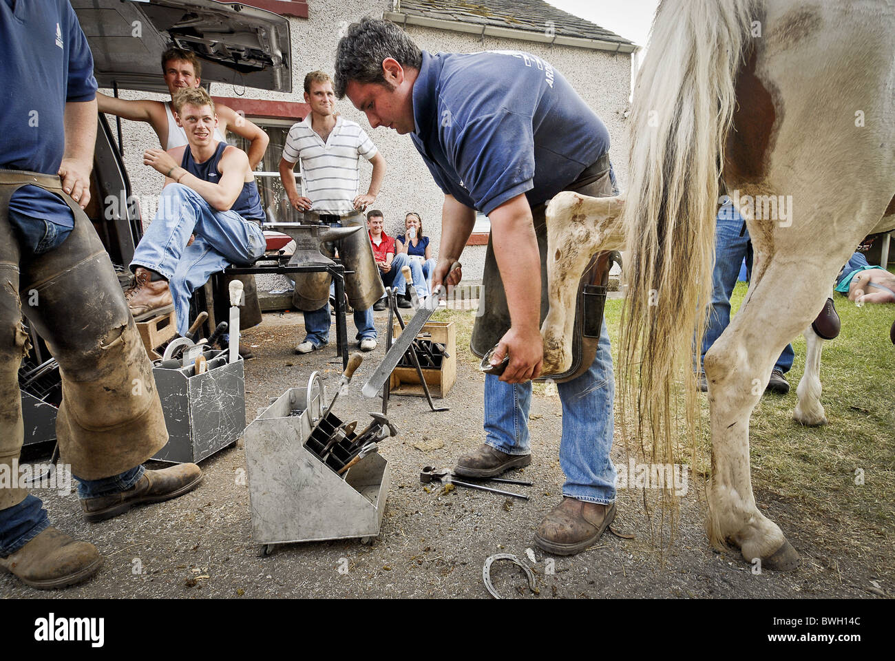A farrier shoes a horse Stock Photo - Alamy