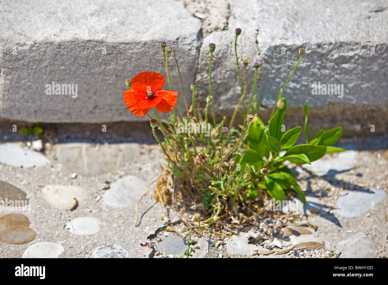 single red poppy on a stone stairs. horizontal shot Stock Photo - Alamy