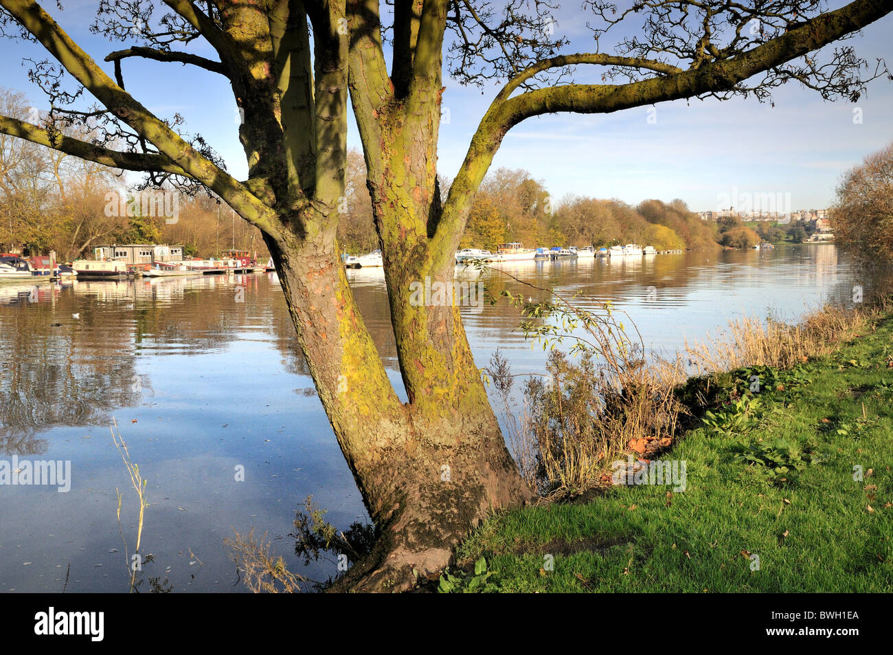 River Thames near Ham , West London Stock Photo - Alamy