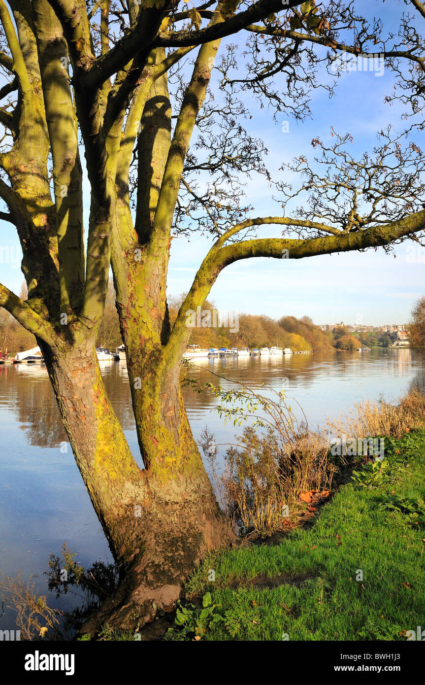 River Thames near Ham , West London Stock Photo - Alamy