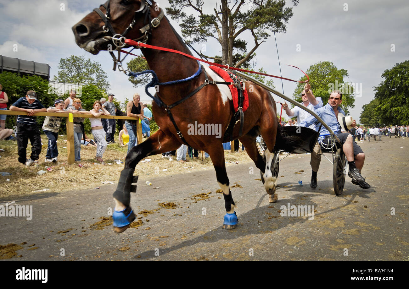 Horse and trap Stock Photo - Alamy