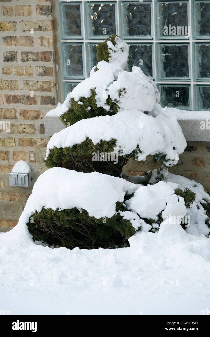 snow in yard with small bushes and brick wall Stock Photo - Alamy