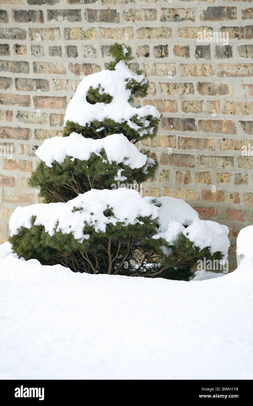 Snow bush hi-res stock photography and images - Alamy