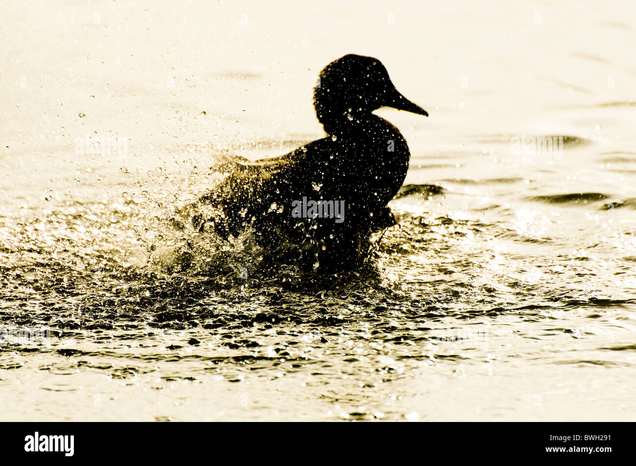 Mallard duck stretching and washing at Thatcham reedbeds Stock Photo ...